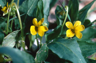Kansas Wildflowers and Grasses - Nuttall's yellow violet
