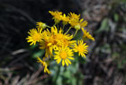 Kansas Wildflowers and Grasses - Prairie groundsel