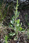Kansas Wildflowers and Grasses - Prairie groundsel